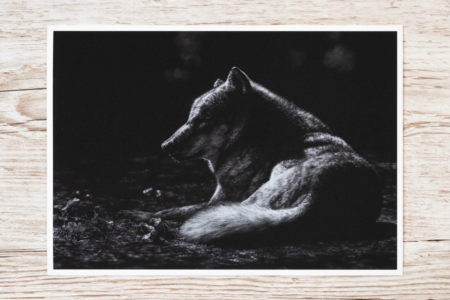 Christina Hanke - Tierzeichnungen